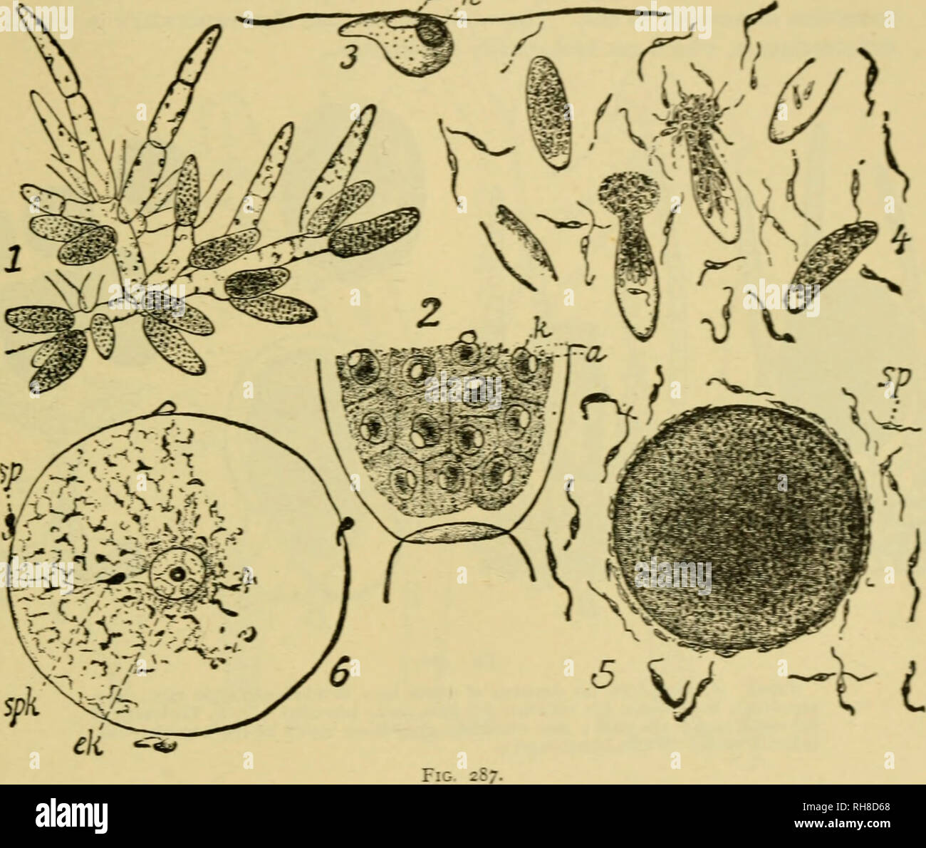 Brown Algae Under Microscope Labeled