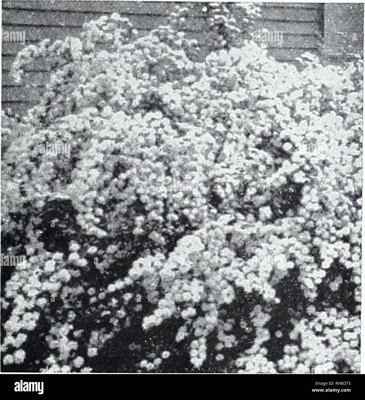 The best of enemies 1961 hi-res stock photography and images - Alamy