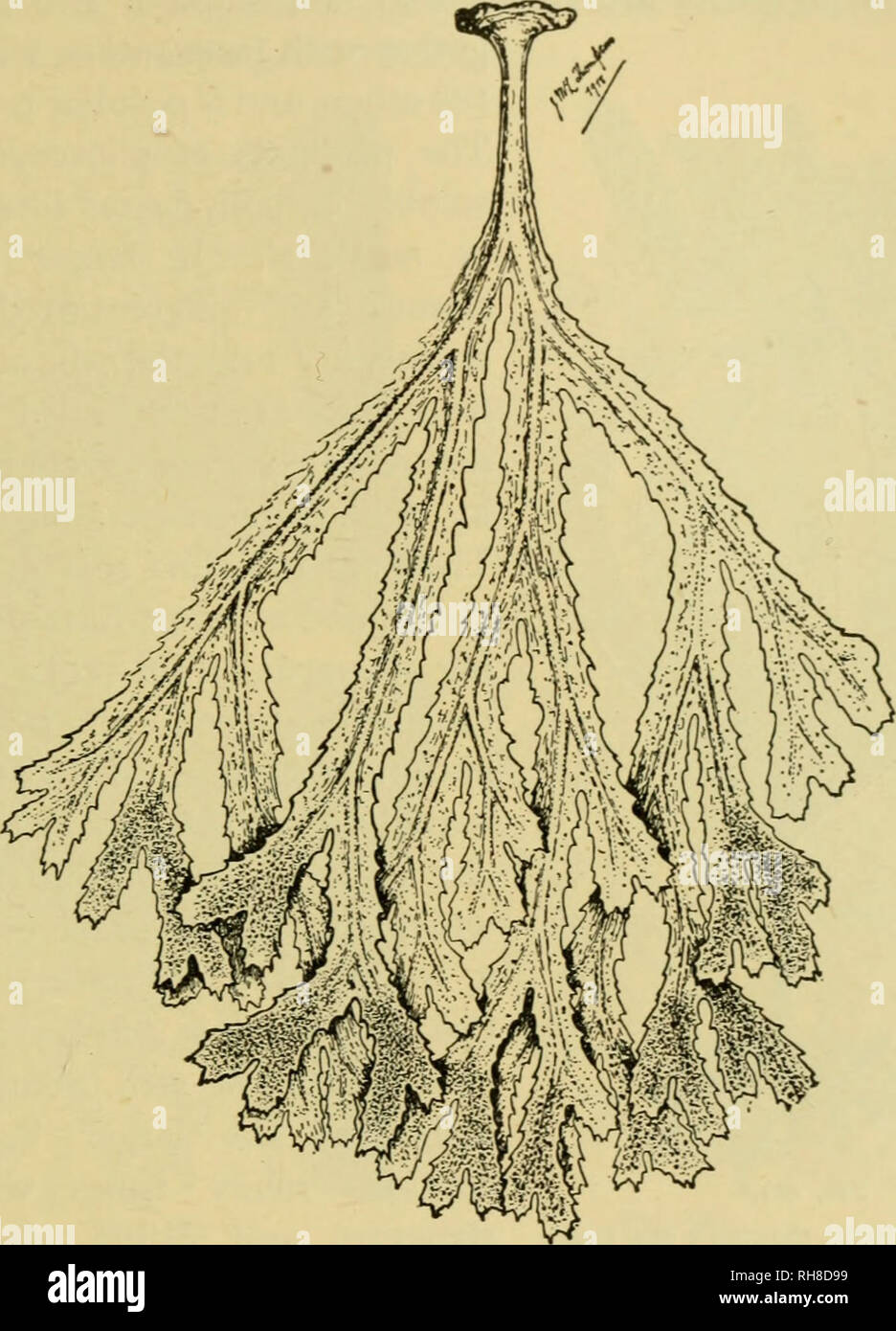 Fucus Labelled Diagram