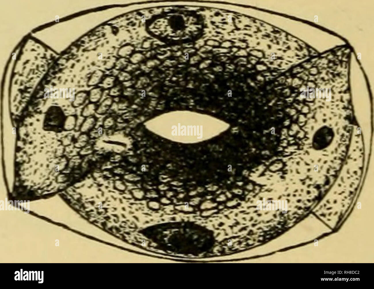 . Botany of the living plant. Botany; Plants. 4- 5- 6. Fig. 278 ...