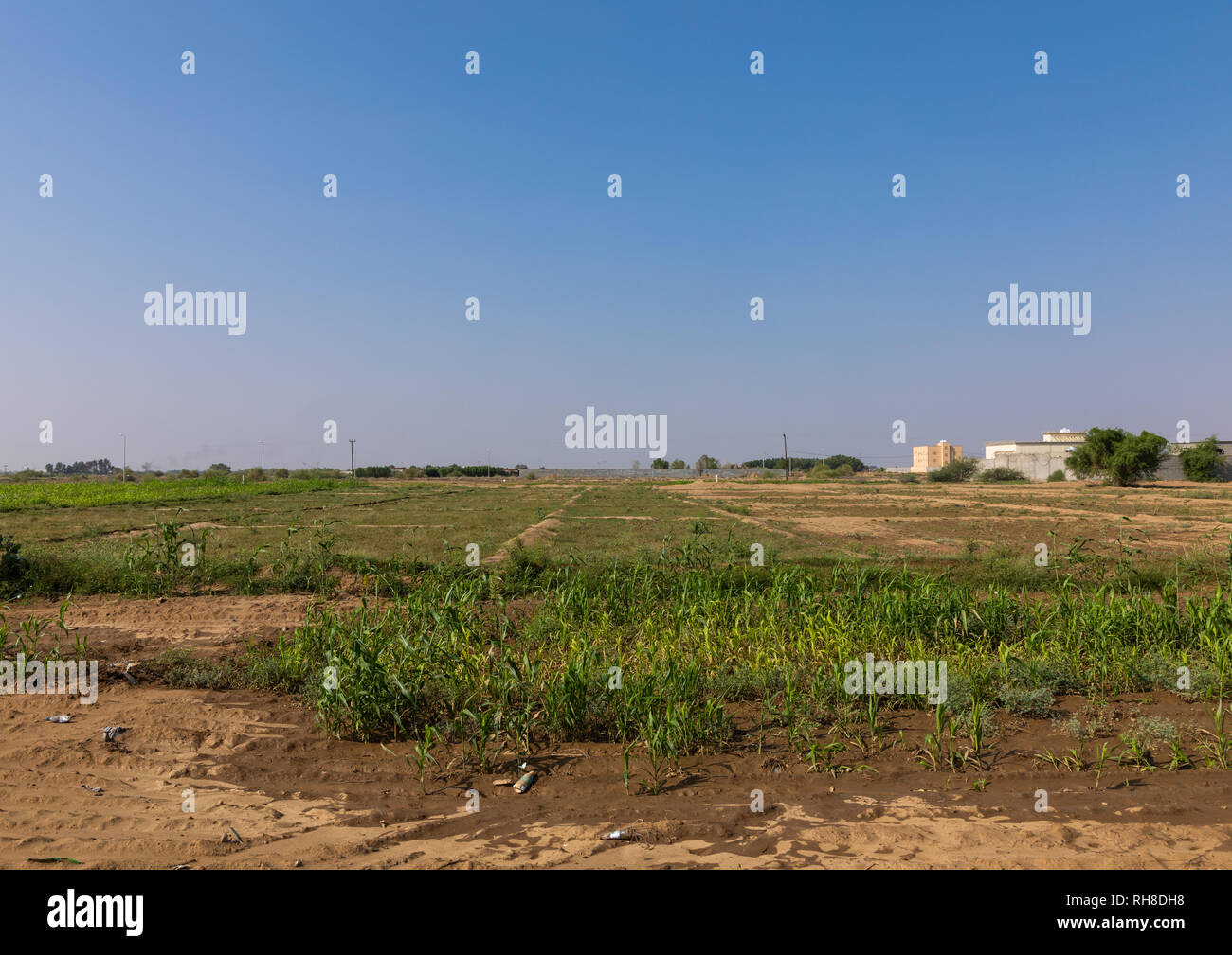 Saudi Farm High Resolution Stock Photography and Images - Alamy