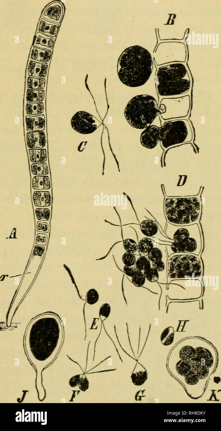 . Botany of the living plant. Botany; Plants. GREEN ALGAE 365 colonial ...