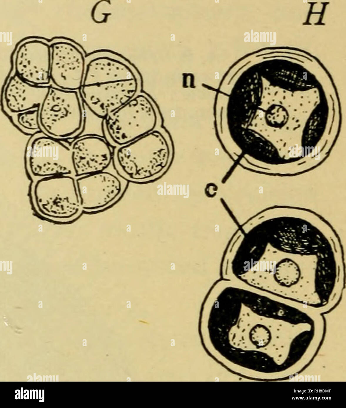 Chlorococcum hi-res stock photography and images - Alamy
