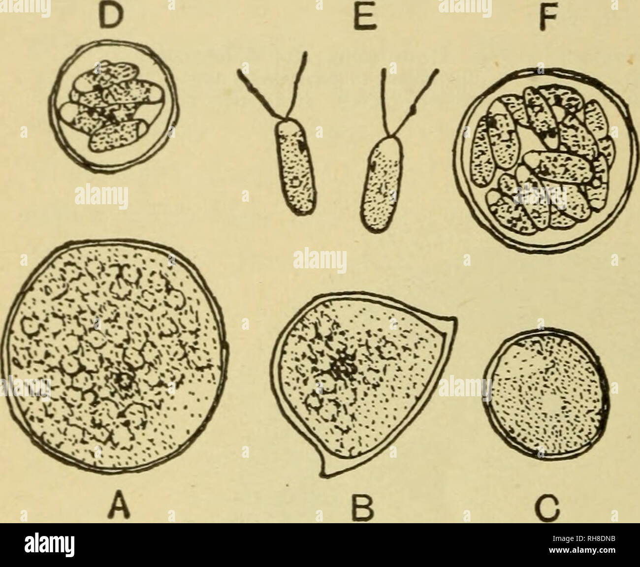 Chlorococcum hi-res stock photography and images - Alamy
