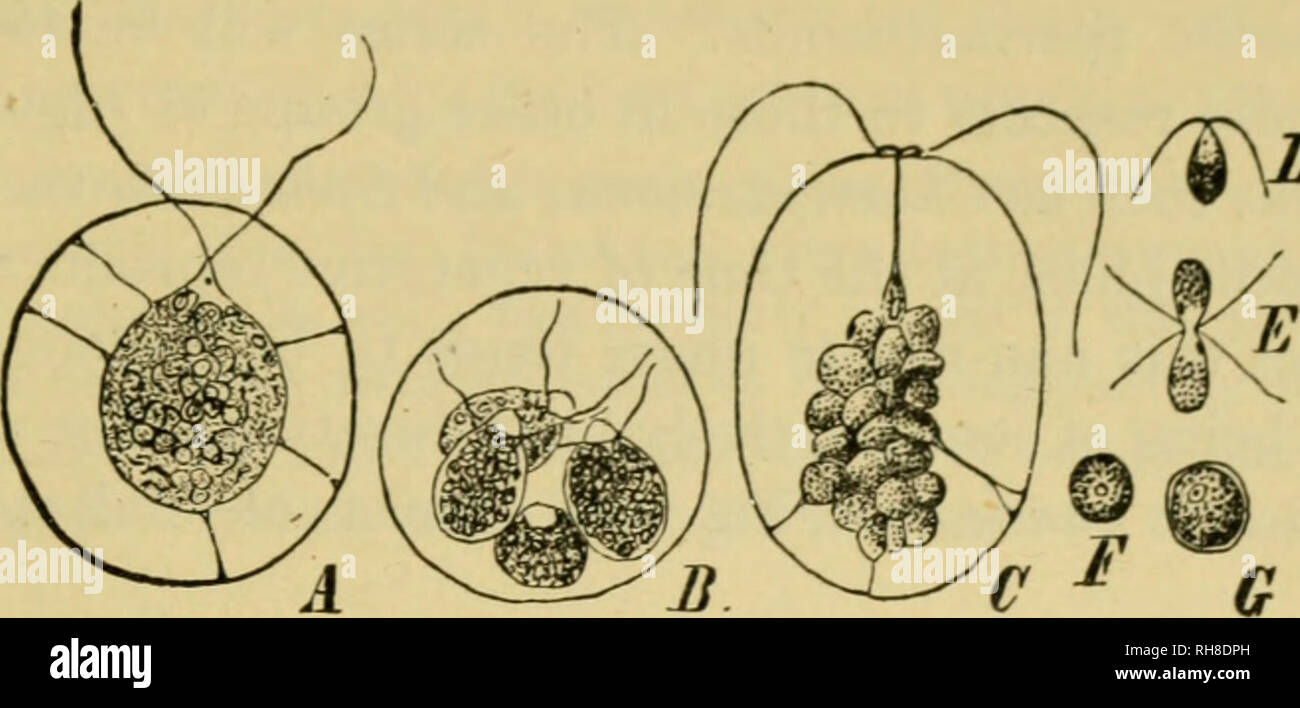 Haematococcus pluvialis hi-res stock photography and images - Alamy