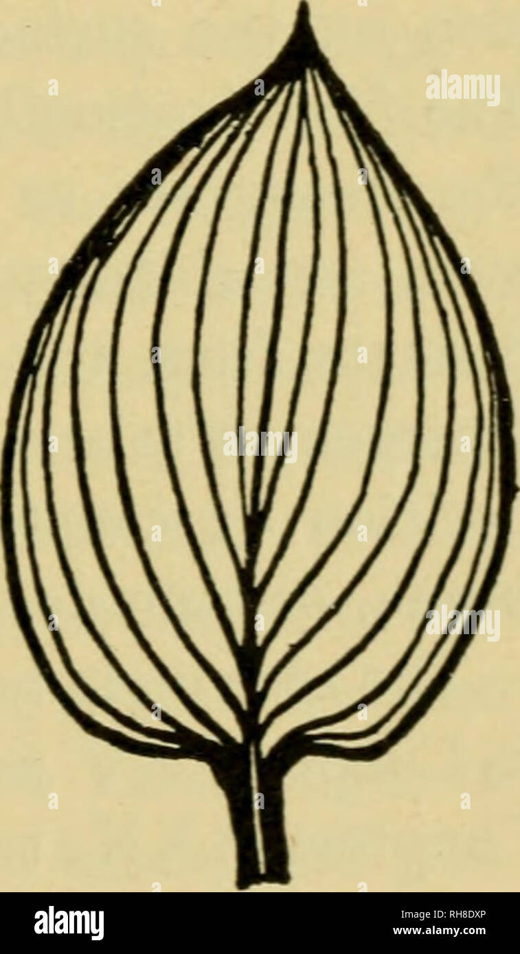 Homology Plant