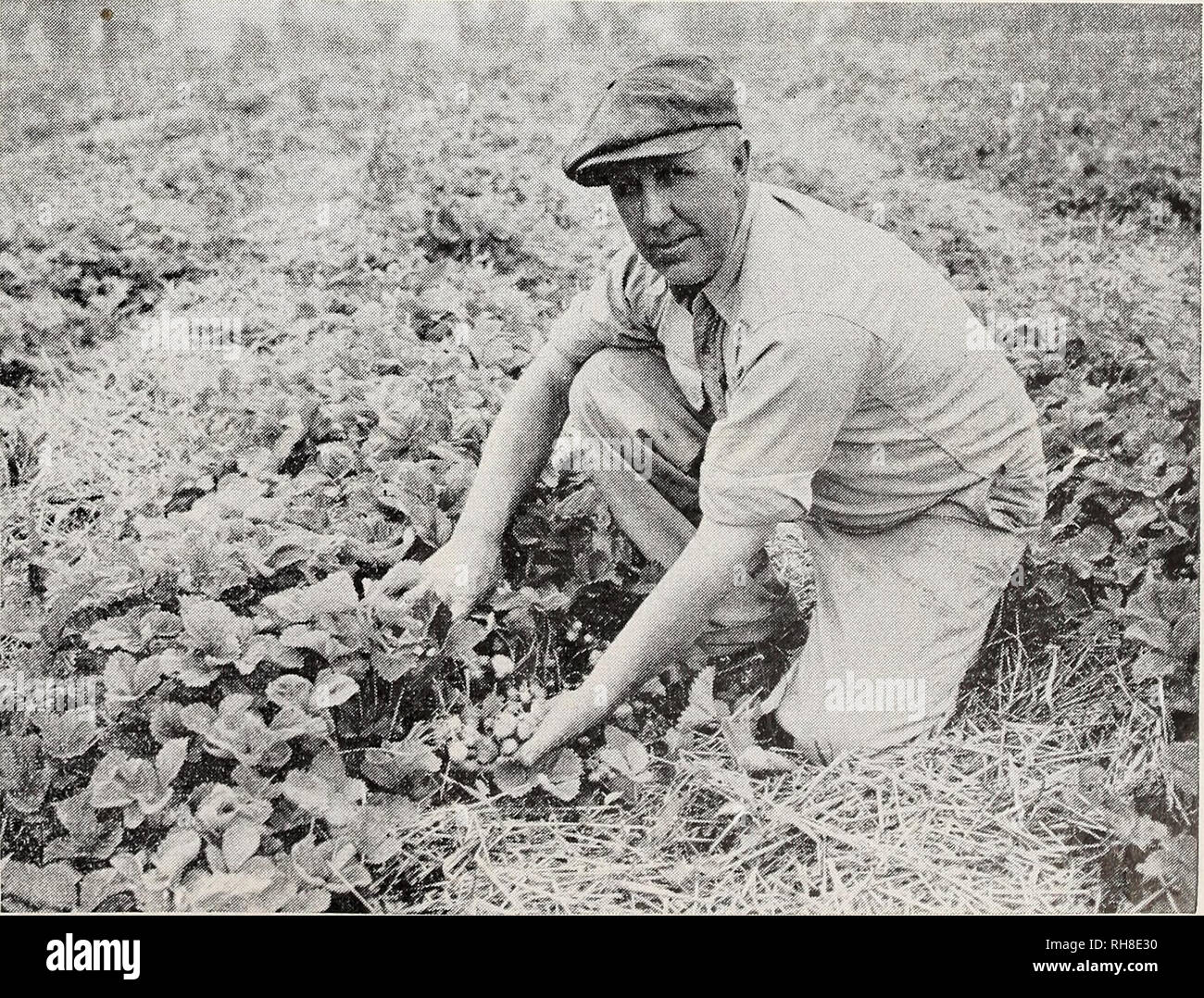Ridge planting system hi-res stock photography and images - Alamy
