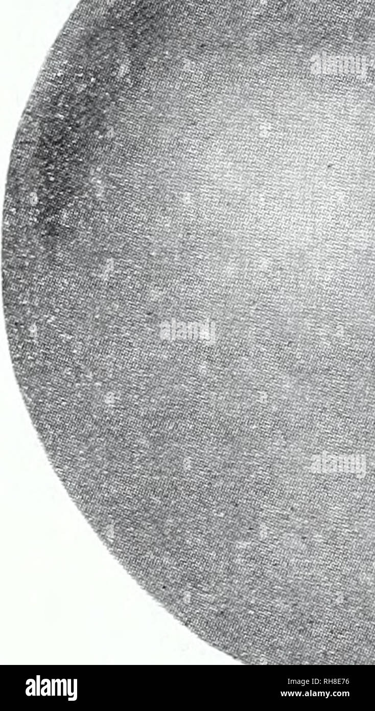 . Bountiful ridge nurseries : our complete catalog and planting guide ...