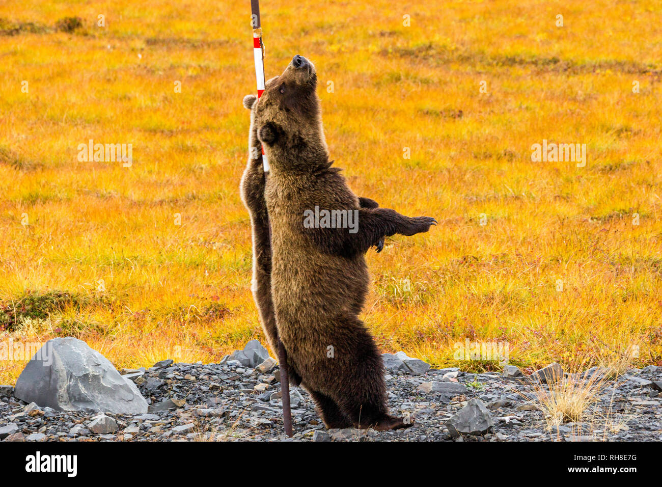 Bear standing on two legs hi-res stock photography and images - Alamy