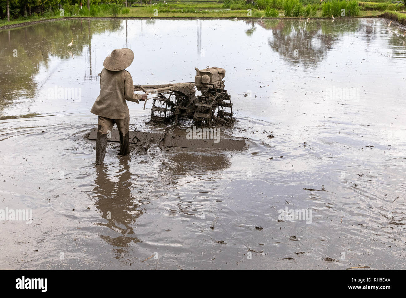 Plowing rice fields with walking tractor Stock Photo - Alamy