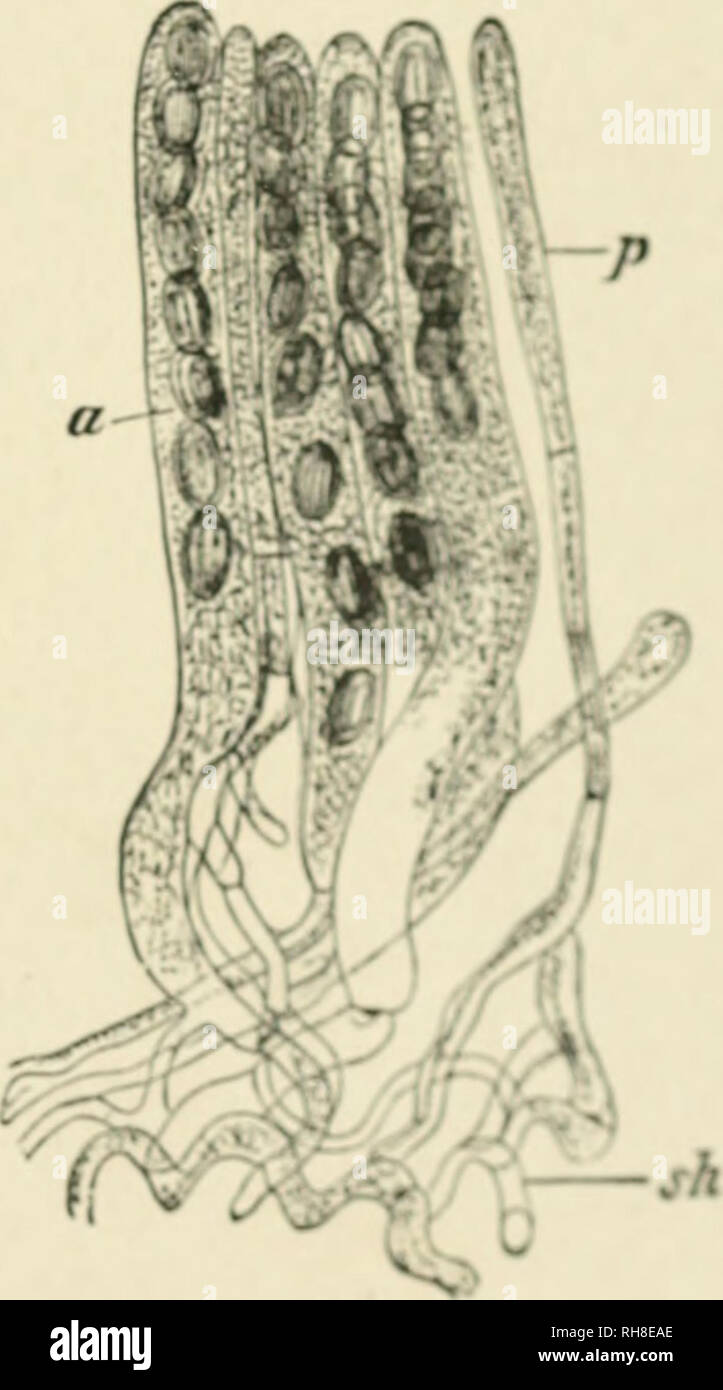 Peziza Under Microscope Labeled