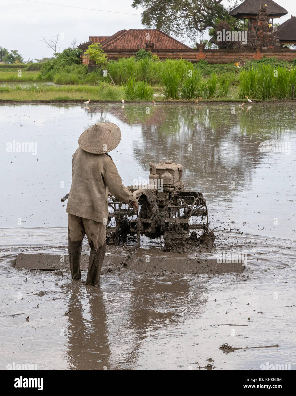 Plowing rice fields with walking tractor Stock Photo - Alamy