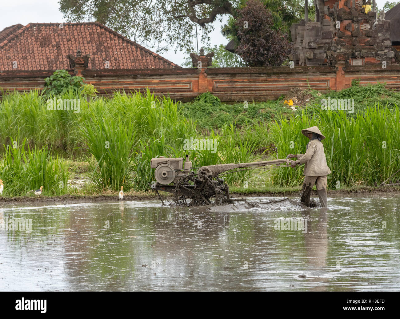 Plowing rice fields with walking tractor Stock Photo - Alamy