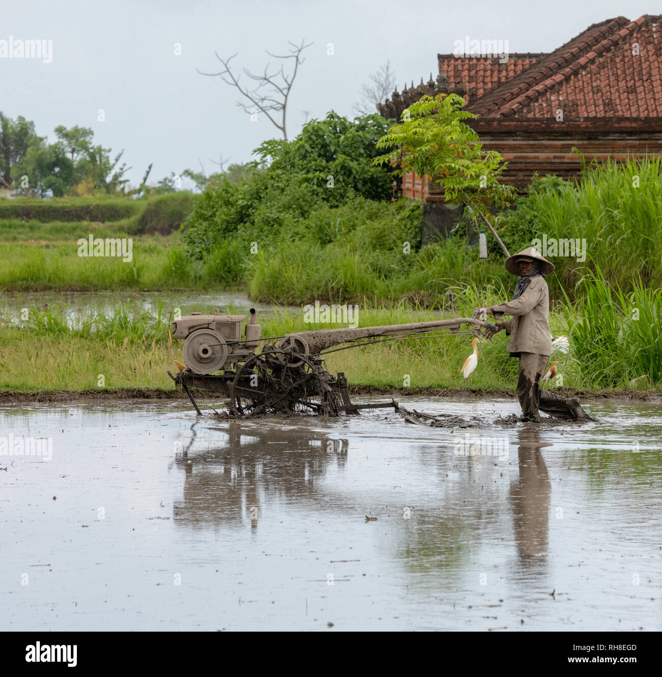 Plowing rice fields with walking tractor Stock Photo - Alamy