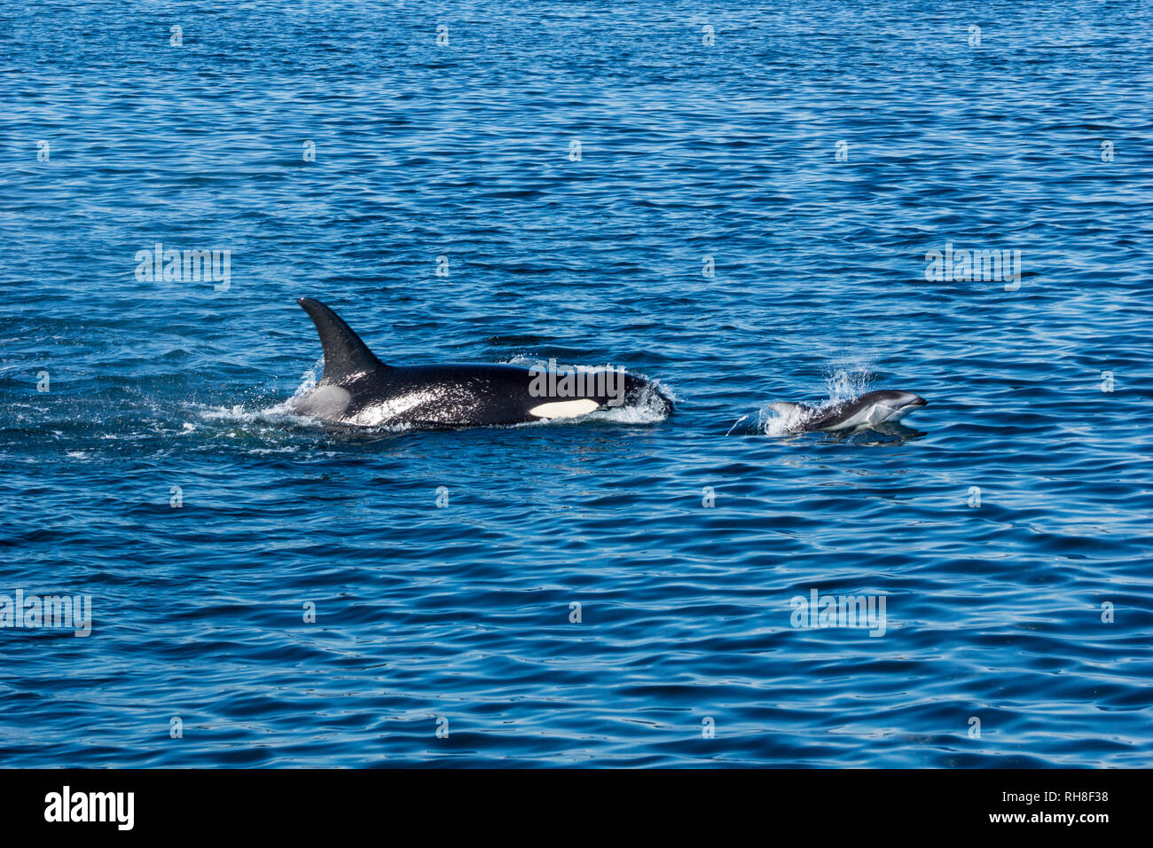 dolphin chasing the food away from an orca near Telegraph Cove, British ...