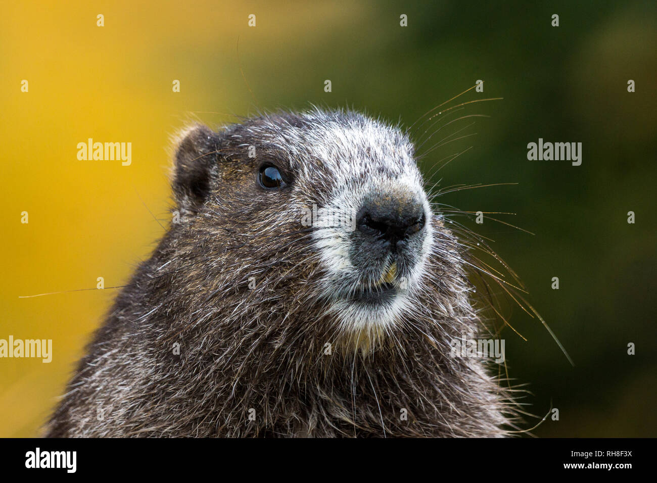 Olympic Halbinsel High Resolution Stock Photography and Images - Alamy