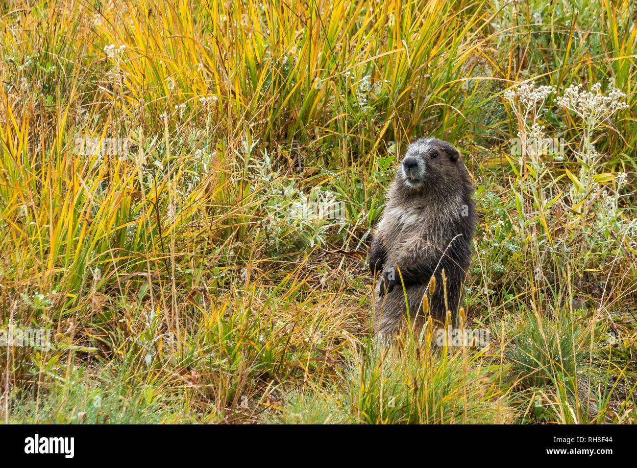 The Olympic marmot (Marmota olympus) is a rodent in the squirrel family Sciuridae; it occurs ...