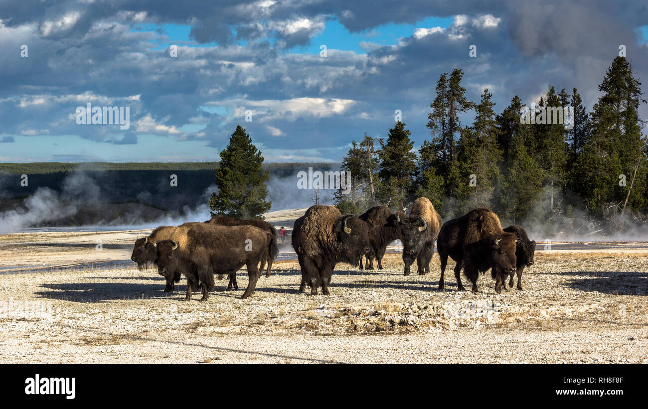 a group of bisons near the visitor walkway of Lower Geyser Basin ...