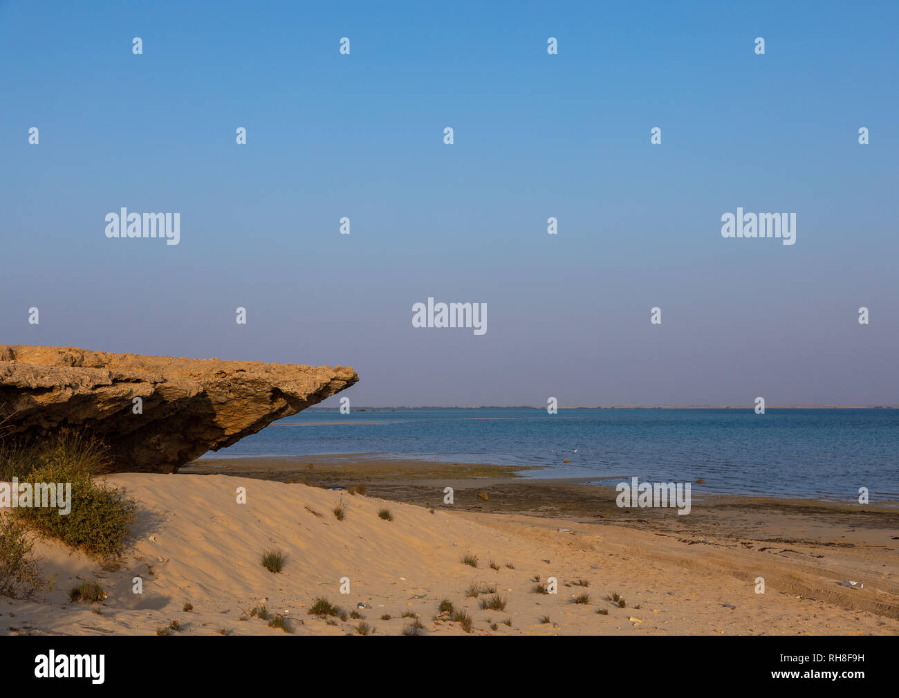 Arabian sea coral saudi arabia hi-res stock photography and images - Alamy