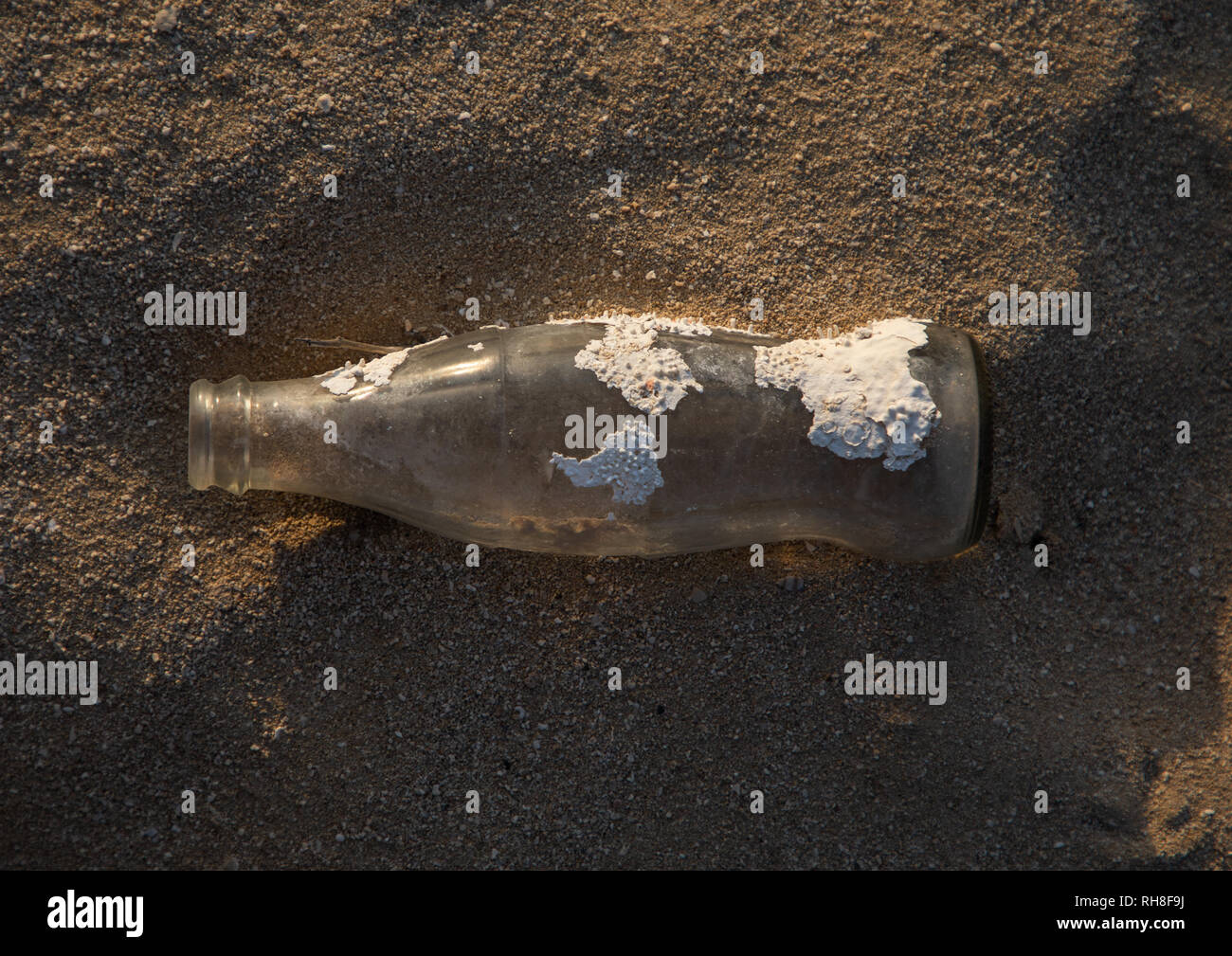 Saudi arabia sea shell hi-res stock photography and images - Alamy