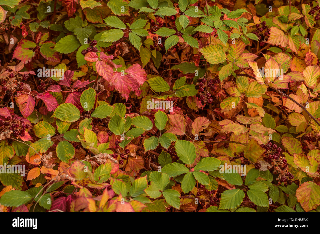 Blackberry vines creeping hi-res stock photography and images - Alamy