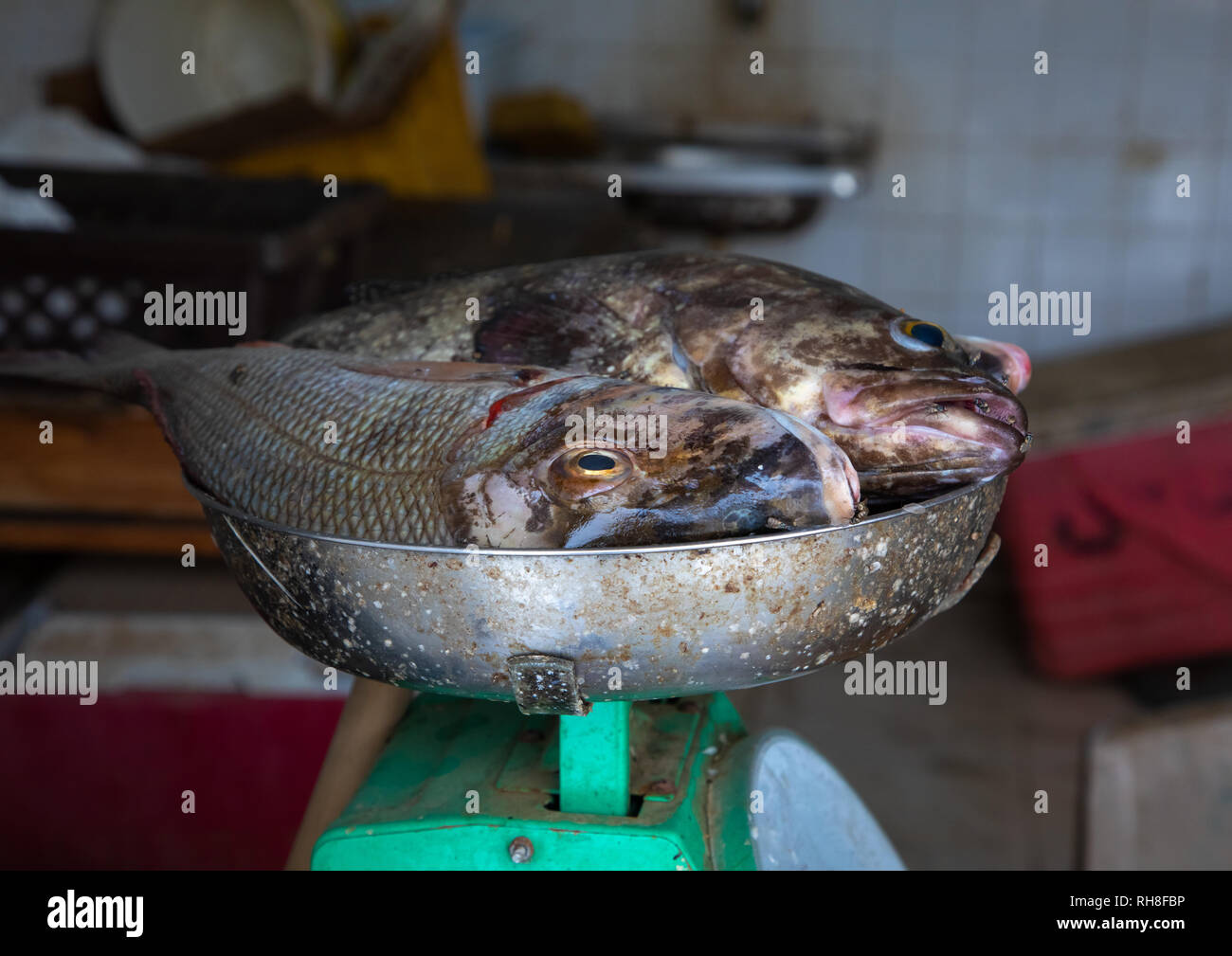 Red sea saudi arabia fish hi-res stock photography and images - Alamy