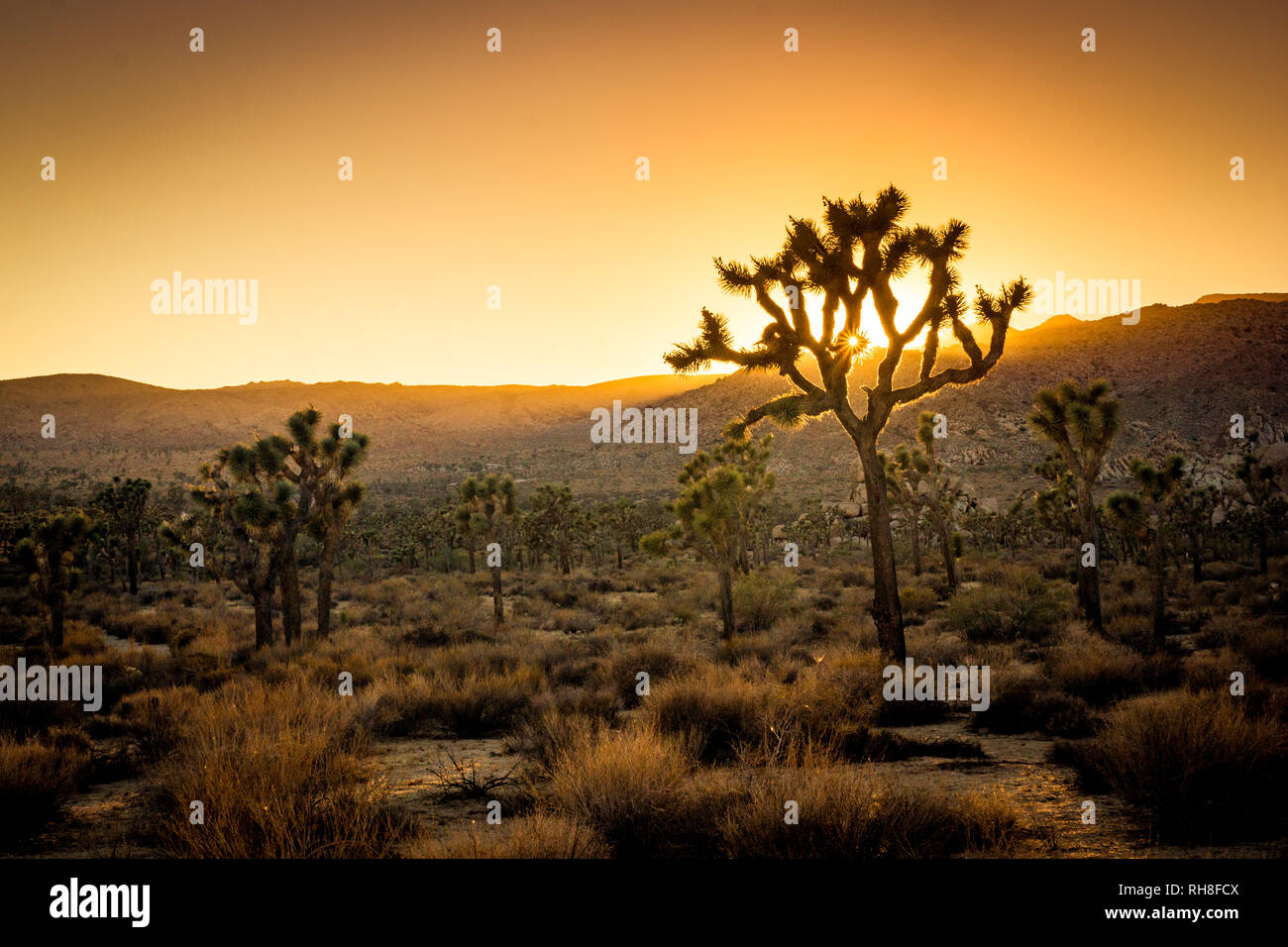 Nice desert hi-res stock photography and images - Alamy