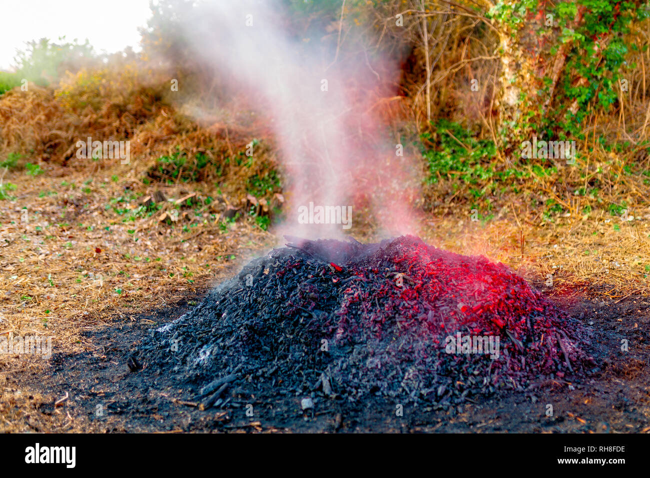 Recently extinguished bonfire used to burn cut gorse during ...