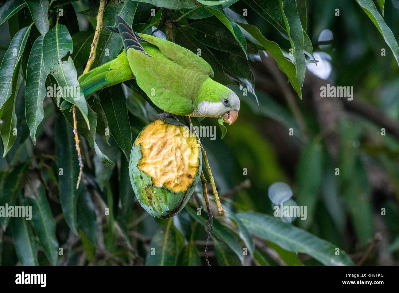 Mango baum hi-res stock photography and images - Alamy