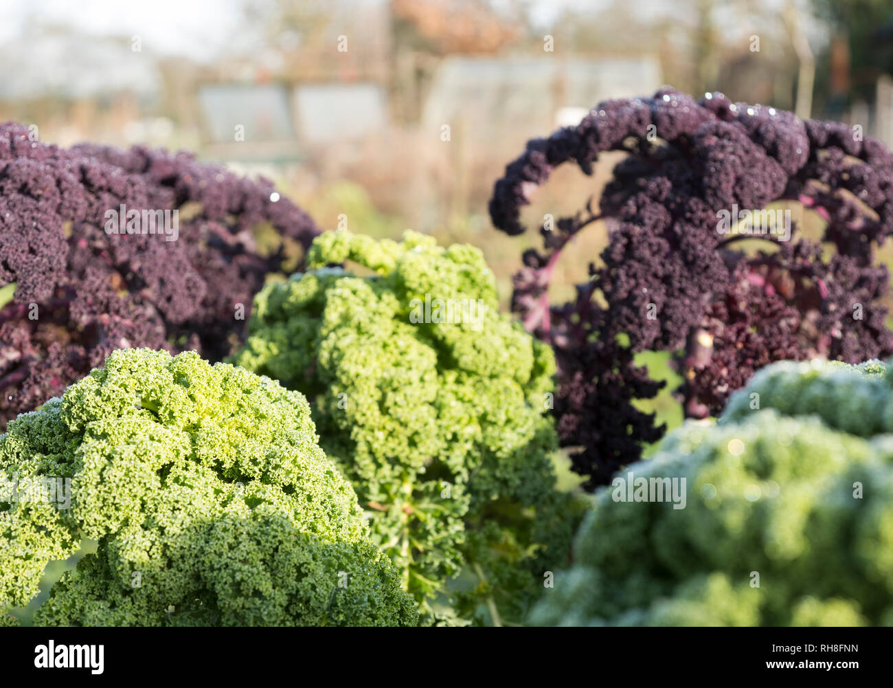 superfood green and red borecole or kale in vegetable garden Stock ...