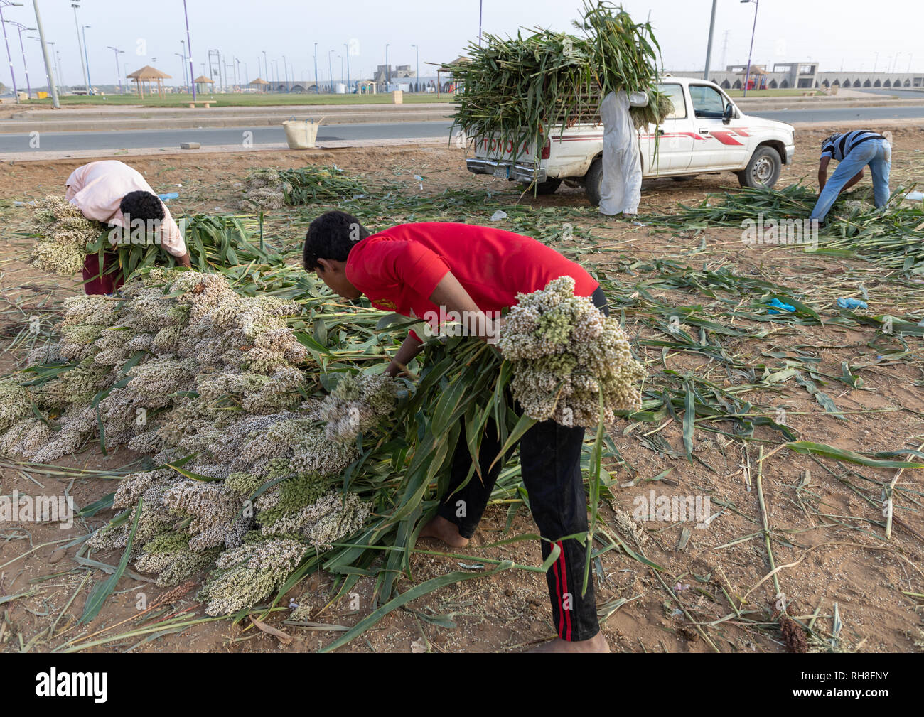 Men collecting corn and loading it in a car, Jizan Province, Sabya ...