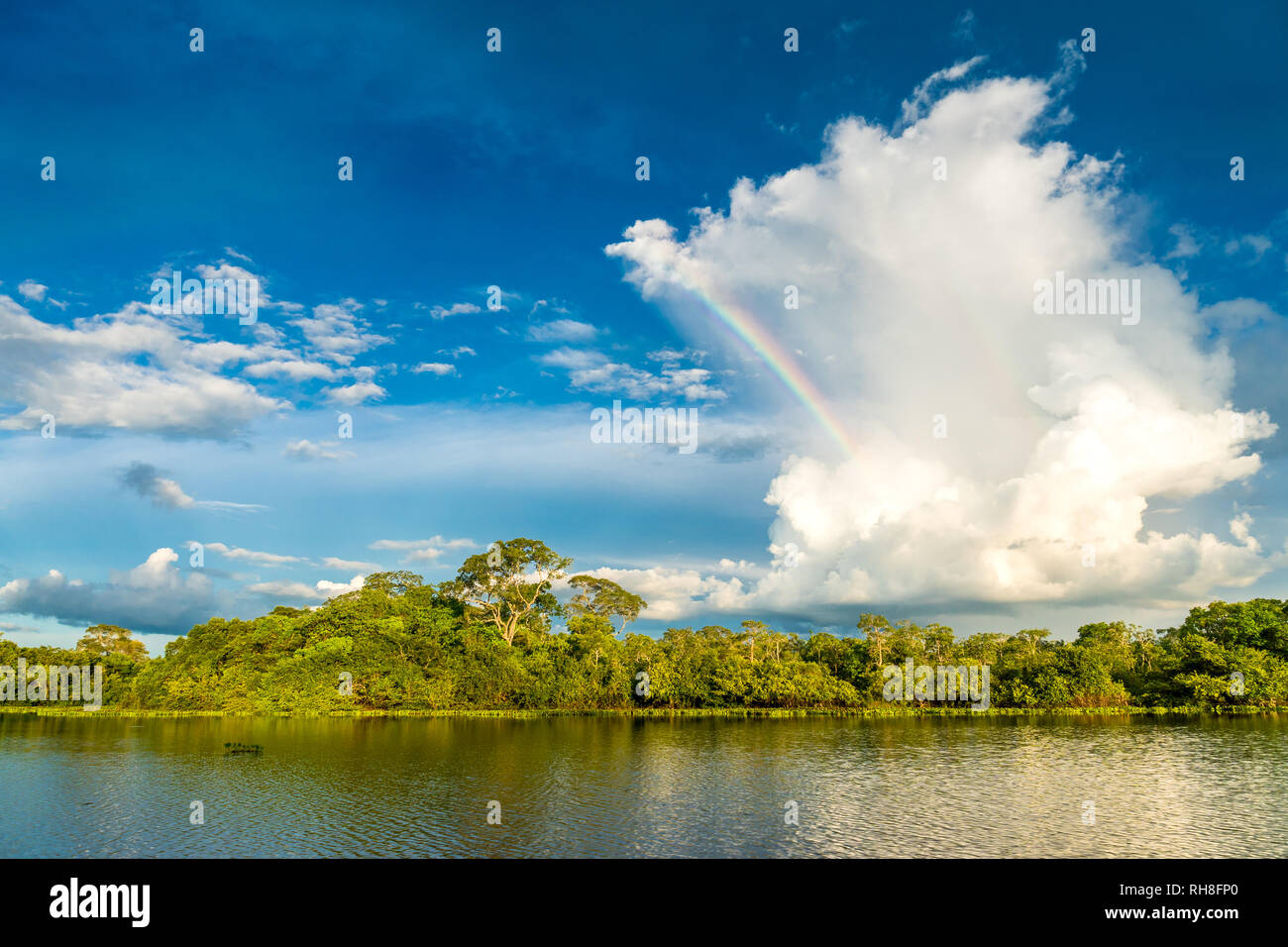 Fluss regenwald hi-res stock photography and images - Alamy
