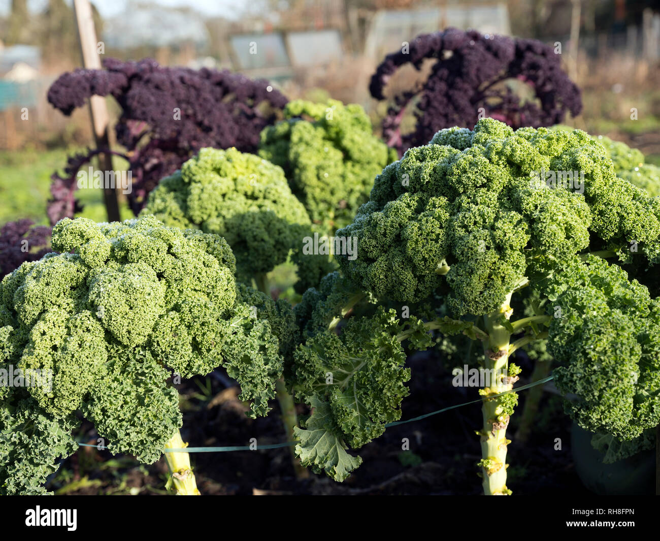 superfood green and red borecole or kale in vegetable garden Stock ...
