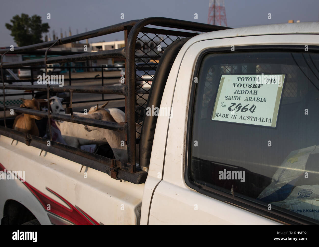 Goats middle east hi-res stock photography and images - Alamy
