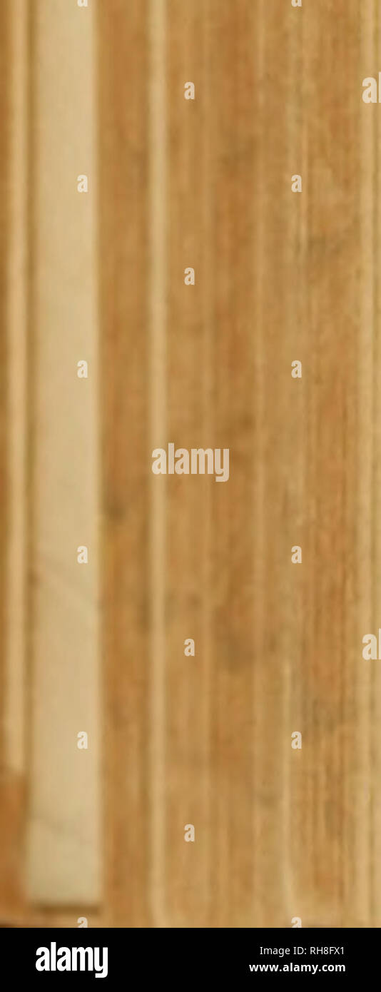 Ligulate leaves hi-res stock photography and images - Alamy