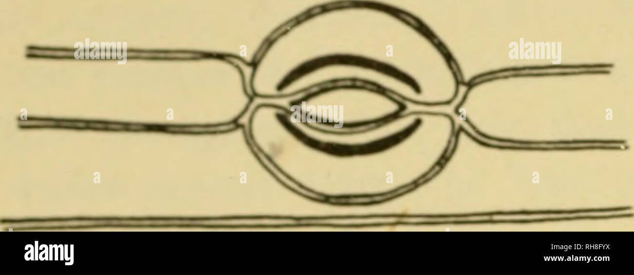Potometer transpiration hi-res stock photography and images - Alamy