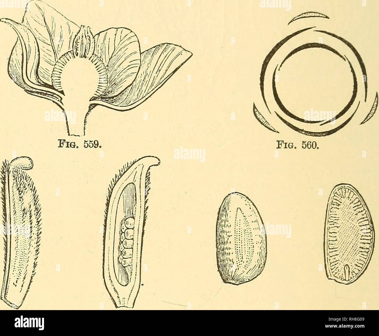 . Botany for high schools and colleges. Botany. 5G0 BOTANY. Order ...