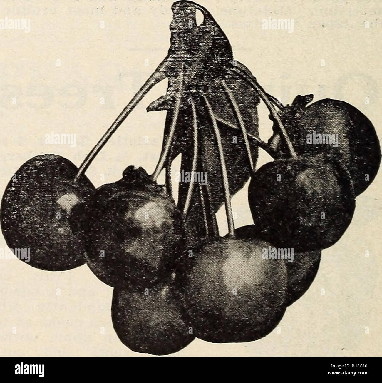 Lambert cherries hi-res stock photography and images - Alamy