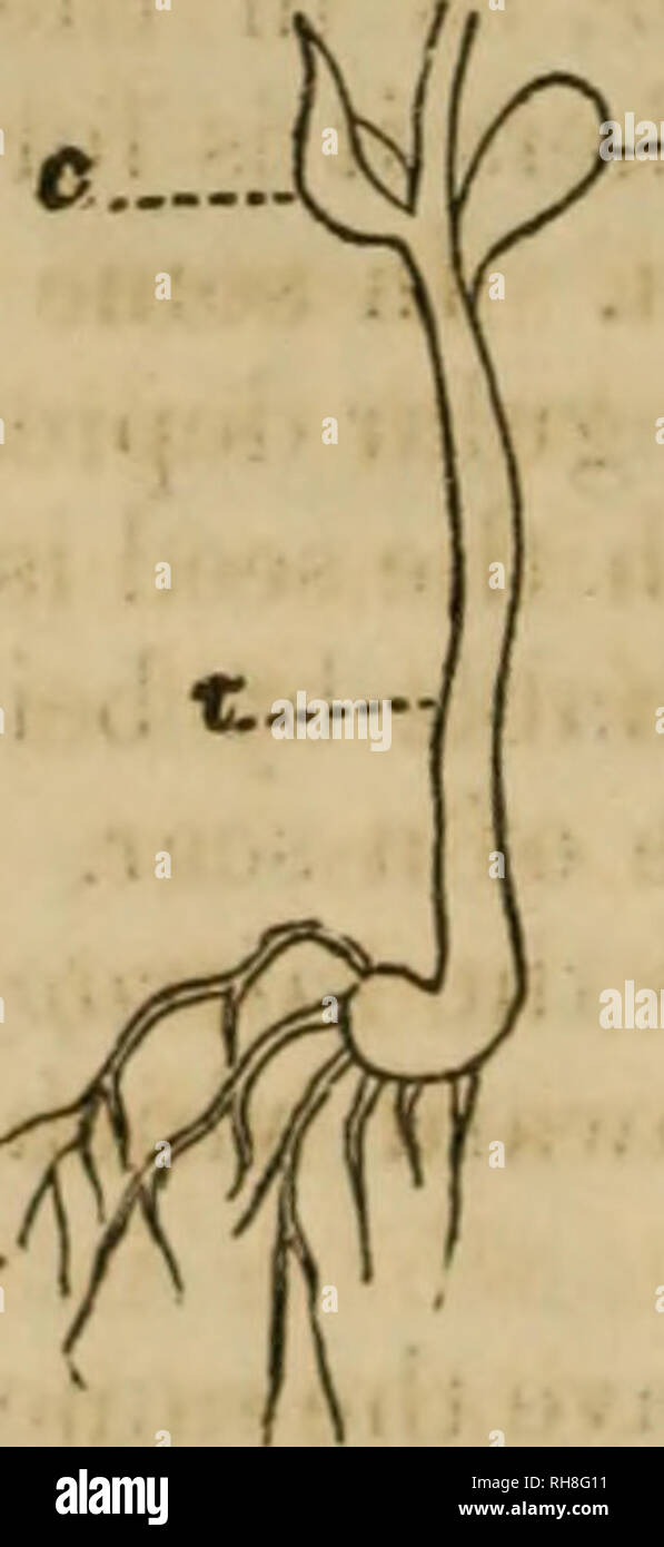 . Botany of the southern states. In two parts. Part I. Structural and ...