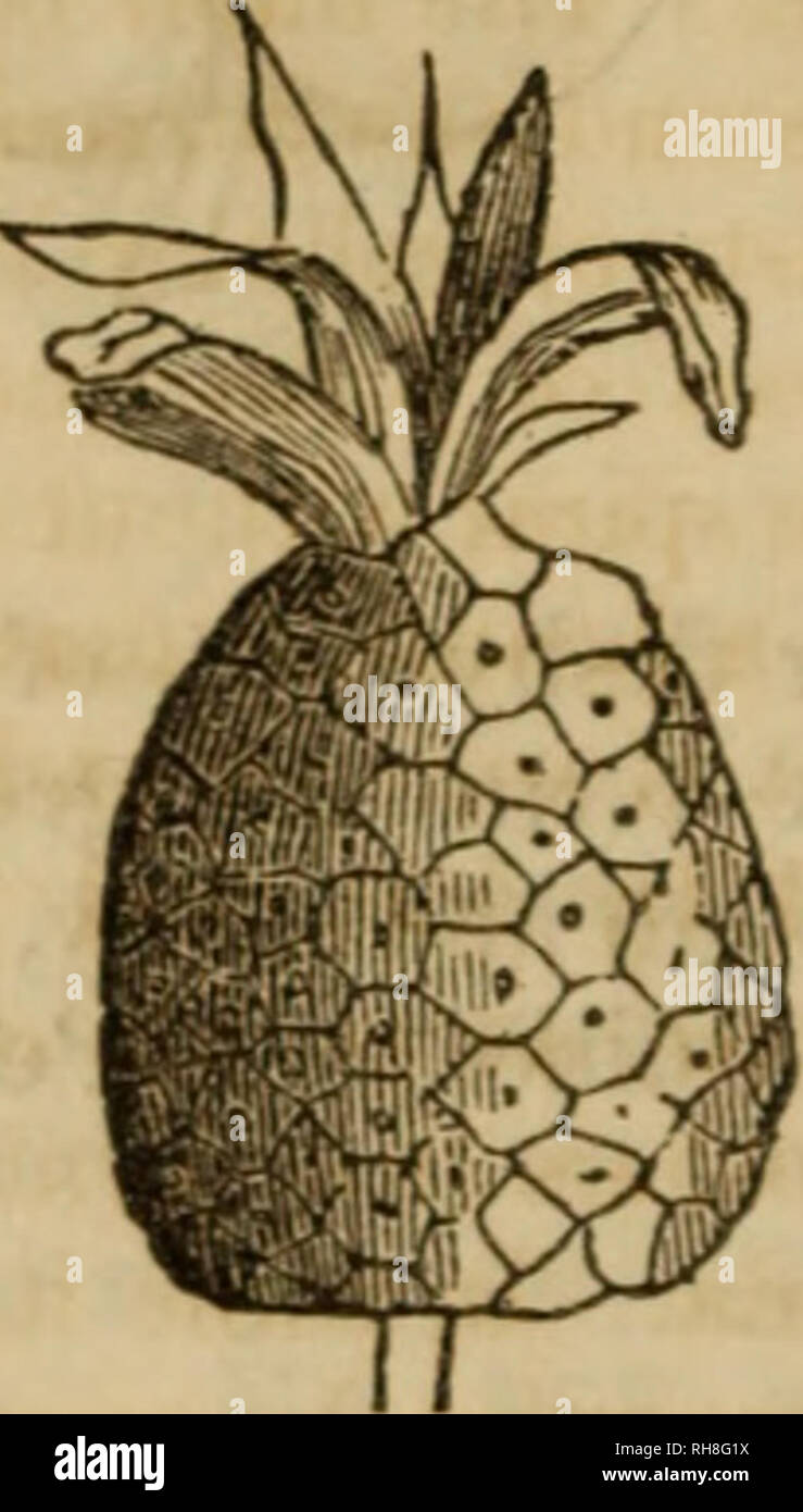 Parts Of A Poppy High Resolution Stock Photography and Images - Alamy