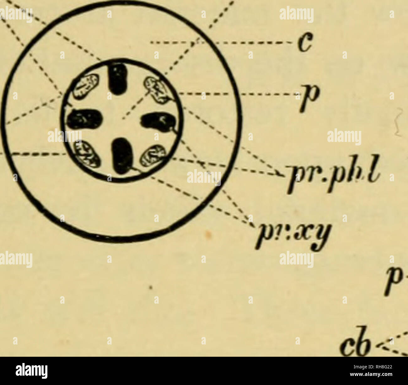 Plants bulbous root structure hi-res stock photography and images - Alamy