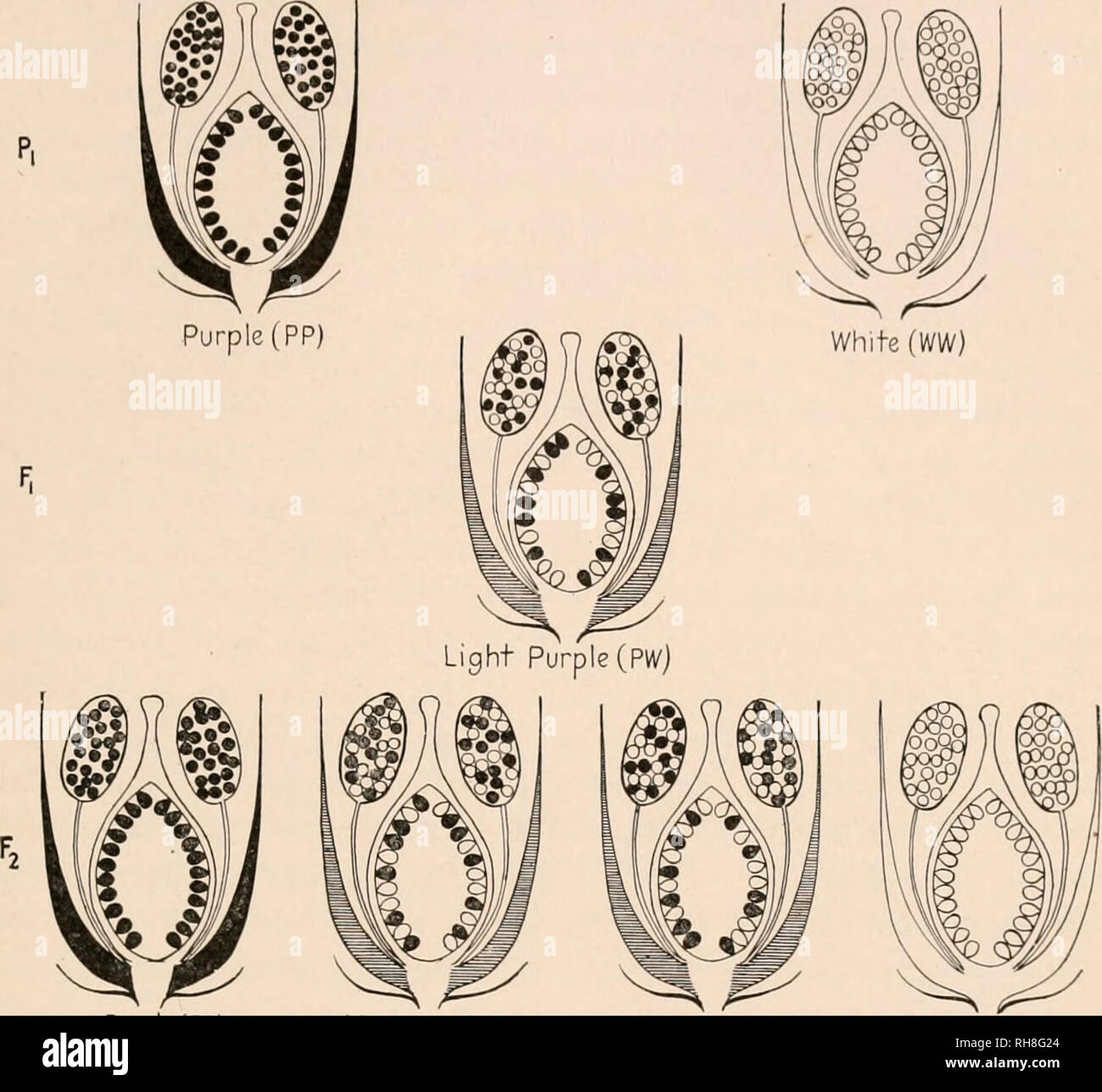 Mendel's principles of heredity hi-res stock photography and images - Alamy