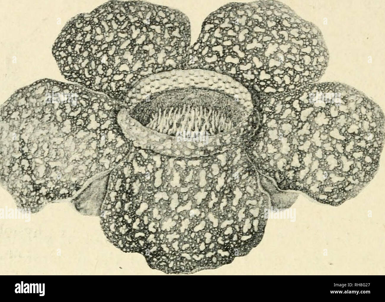 . Botany of the living plant. Botany. 194 BOTANY OF THE LIVING PLANT ...