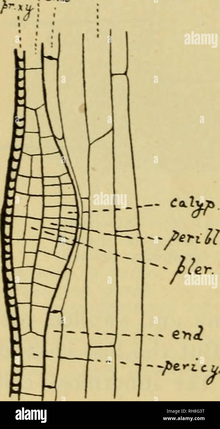 . Botany of the living plant. Botany; Plants. 90 BOTANY OF THE LIVING ...