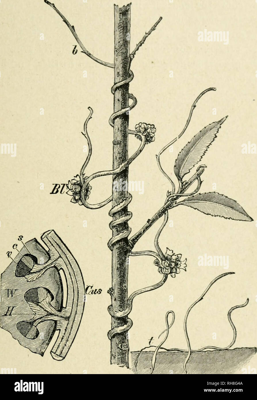 . Botany of the living plant. Botany. IRREGULAR NUTRITION 191 closely ...