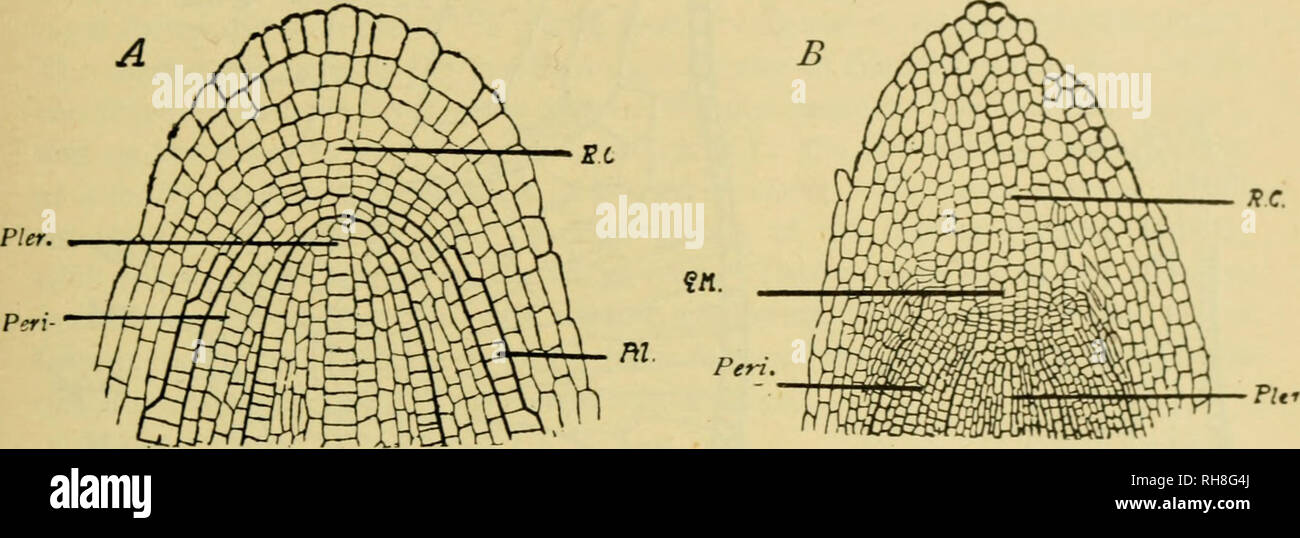 Root tip and root cap cells hi-res stock photography and images - Alamy