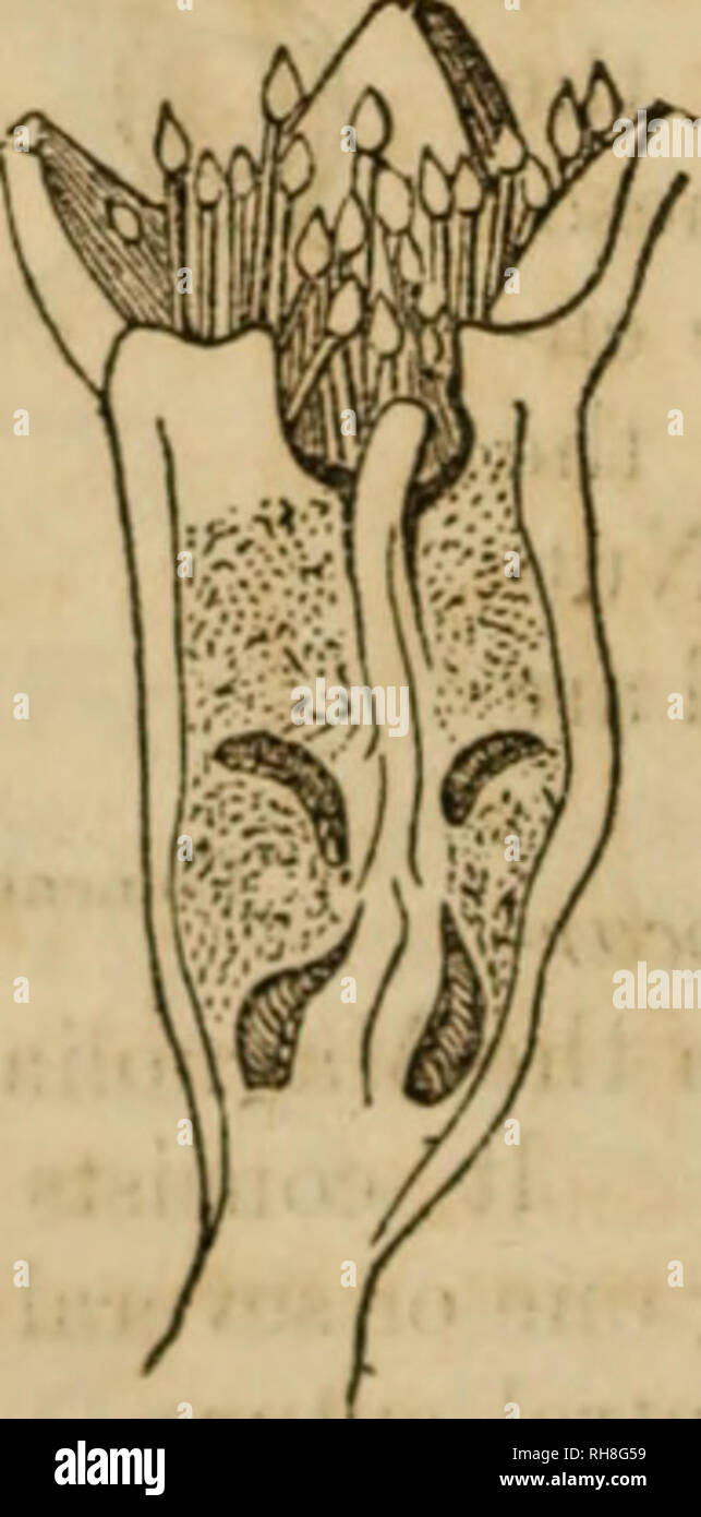 Dichotomous division hi-res stock photography and images - Alamy