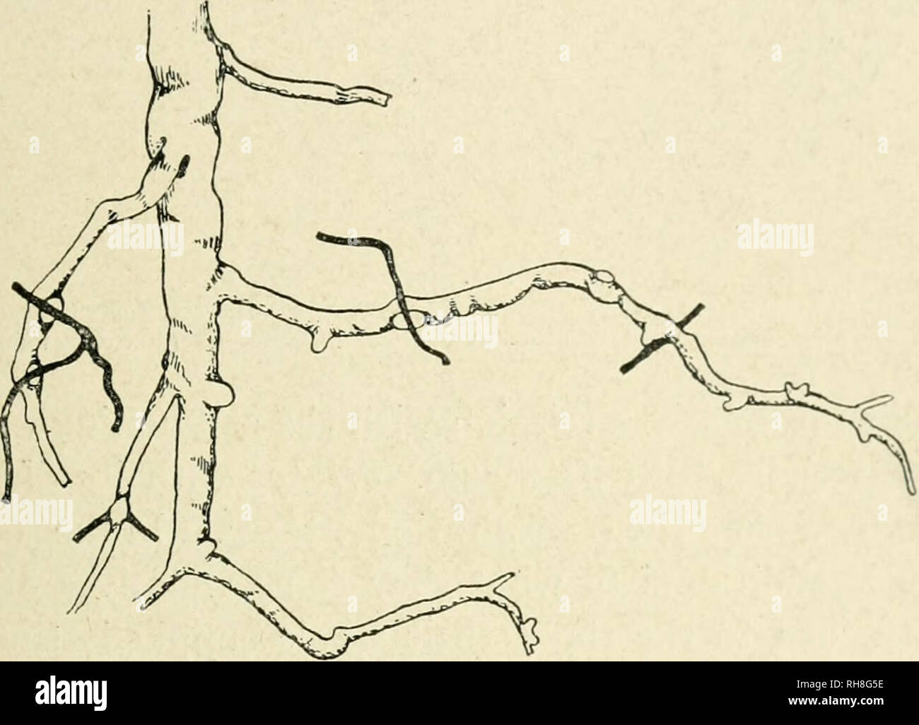 . Botany of the living plant. Botany. IRREGULAR NUTRITION 1S9 partial ...