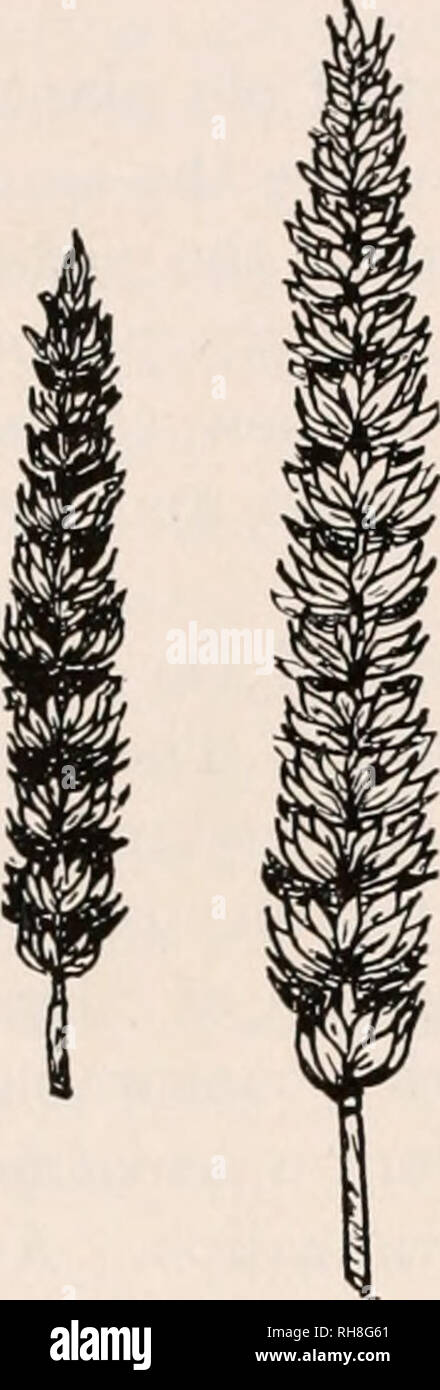 . Botany for agricultural students. Plants. 558 PLANT BREEDING more for ...