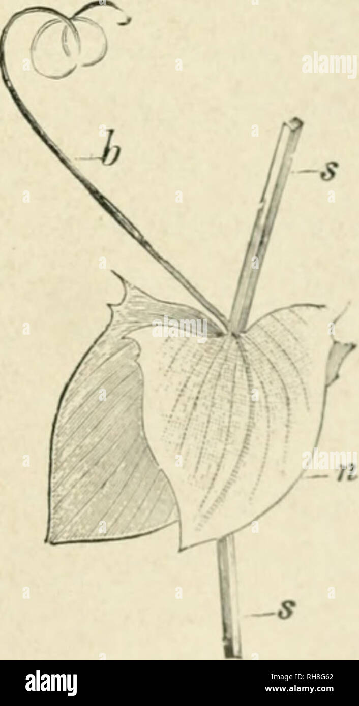 . Botany of the living plant. Botany. Fig. 138. Lower parts of a Potato ...